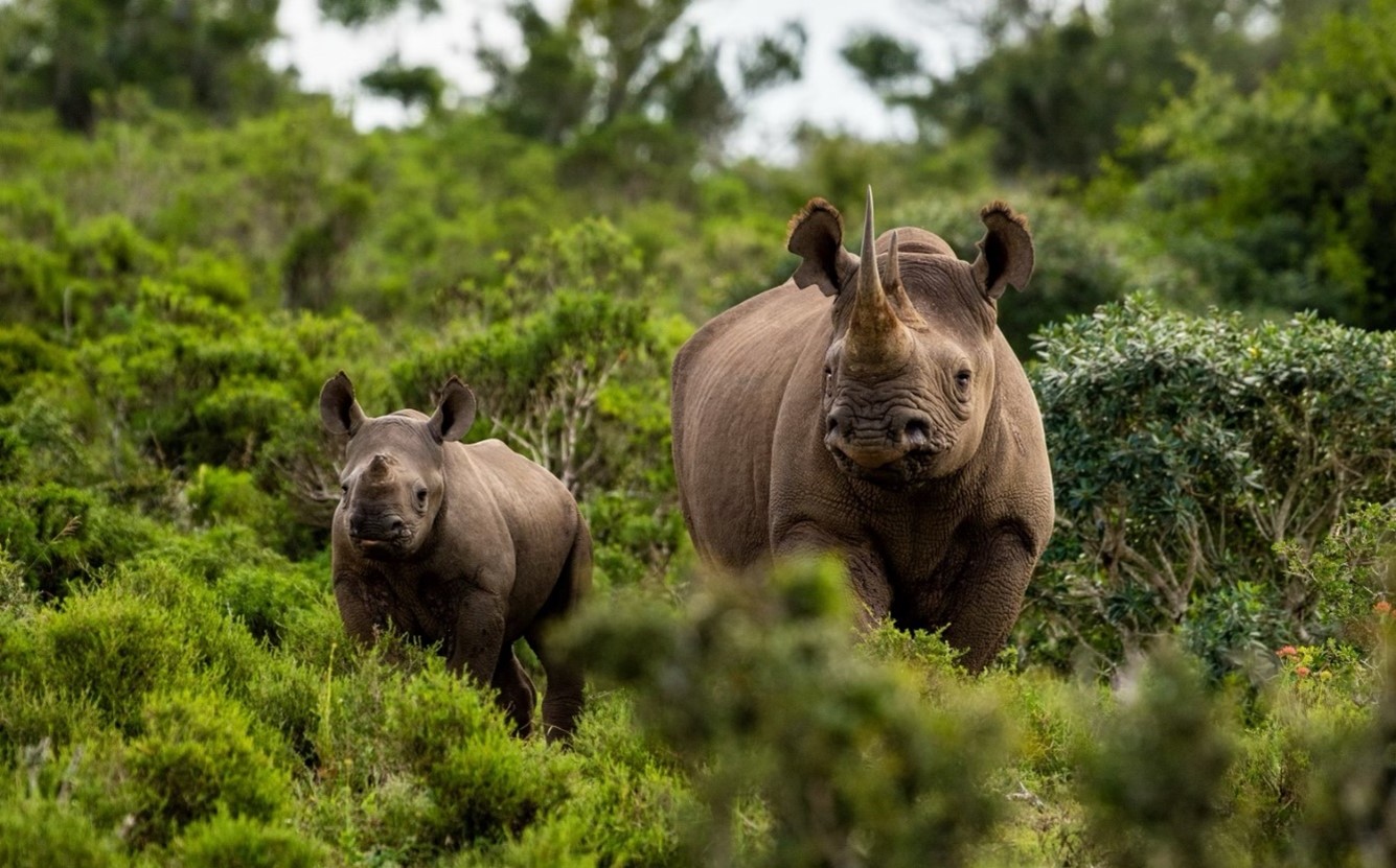 DSC South Texas Chapter Raises More Than $500,000 for Black Rhino ...