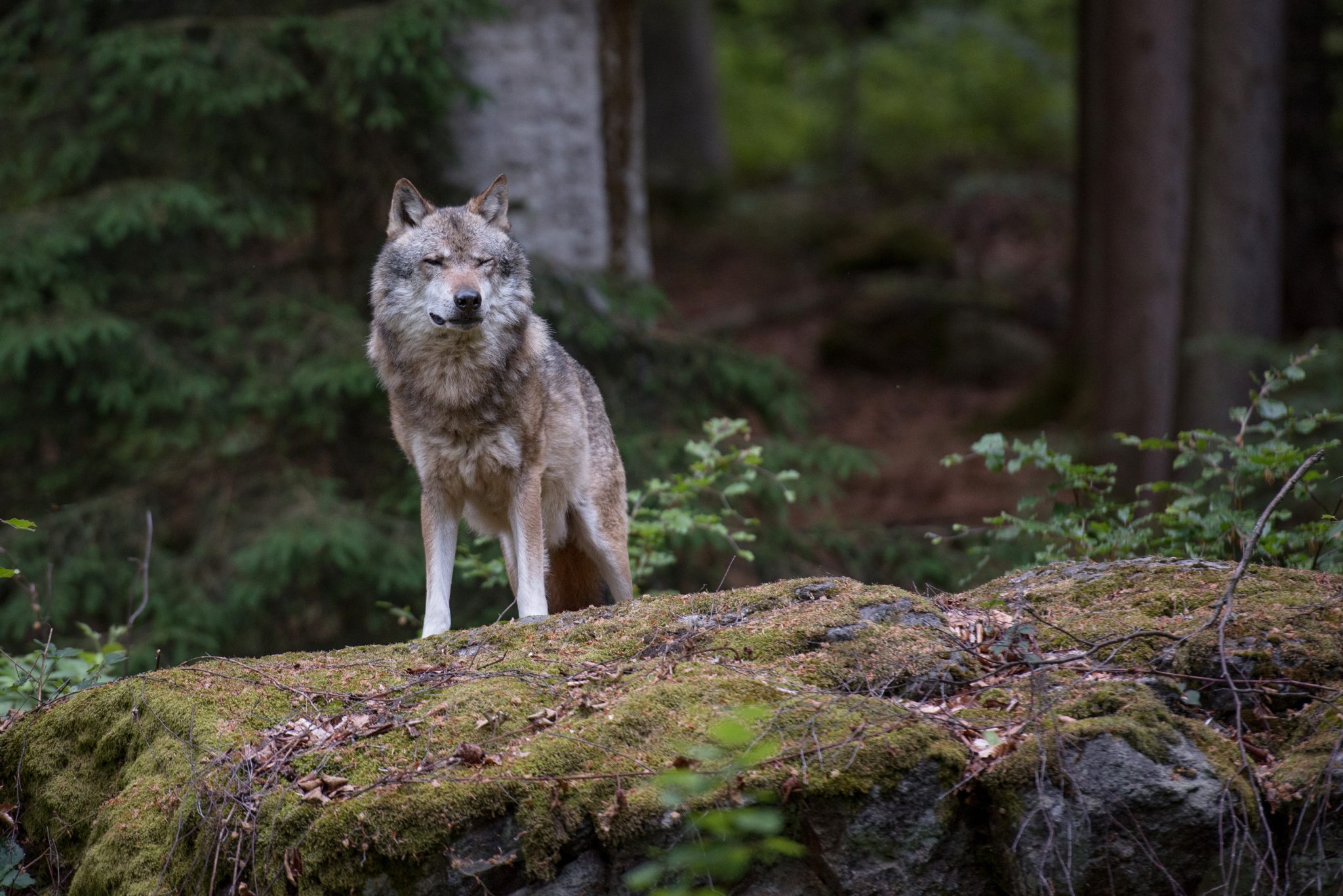 Sportsmen’s Coalition Files Petitions with USFWS to Delist Wolves ...