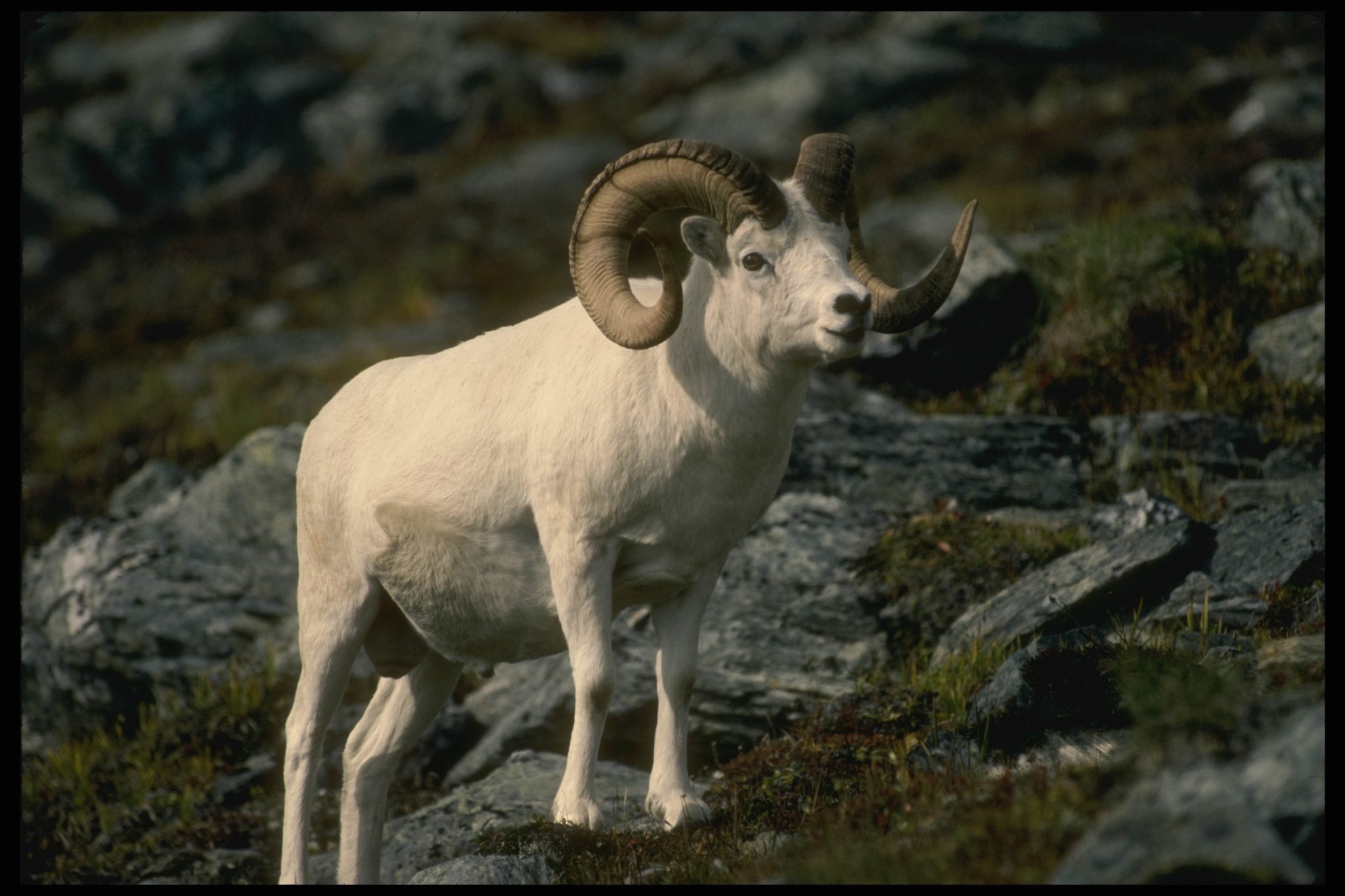 WSF: Managed by Science for BC & Yukon Dall’s Sheep - Dallas Safari Club