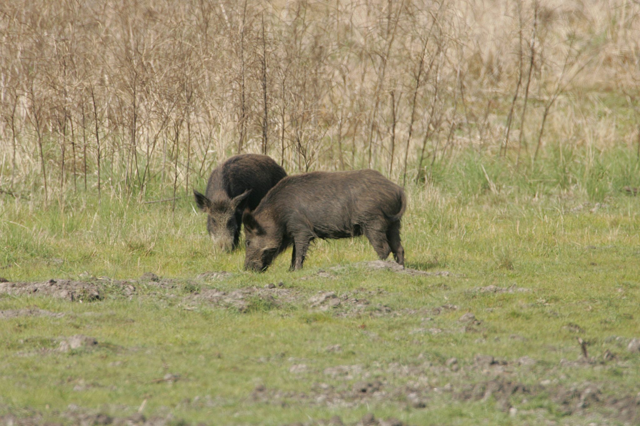 LSU Developing Lethal Hog Bait - Dallas Safari Club