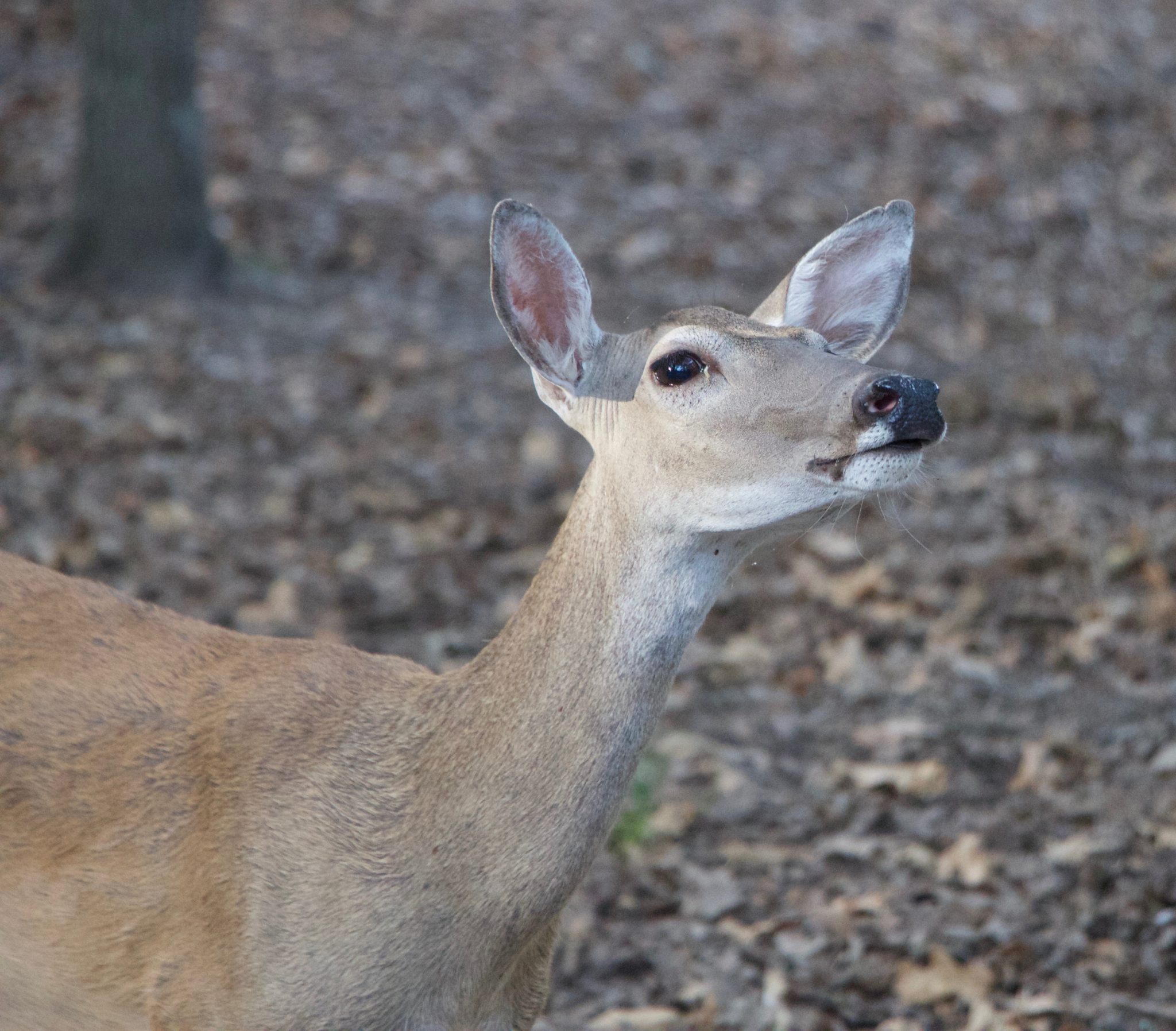 Larry's Blog: A Doe Before a Buck - Dallas Safari Club